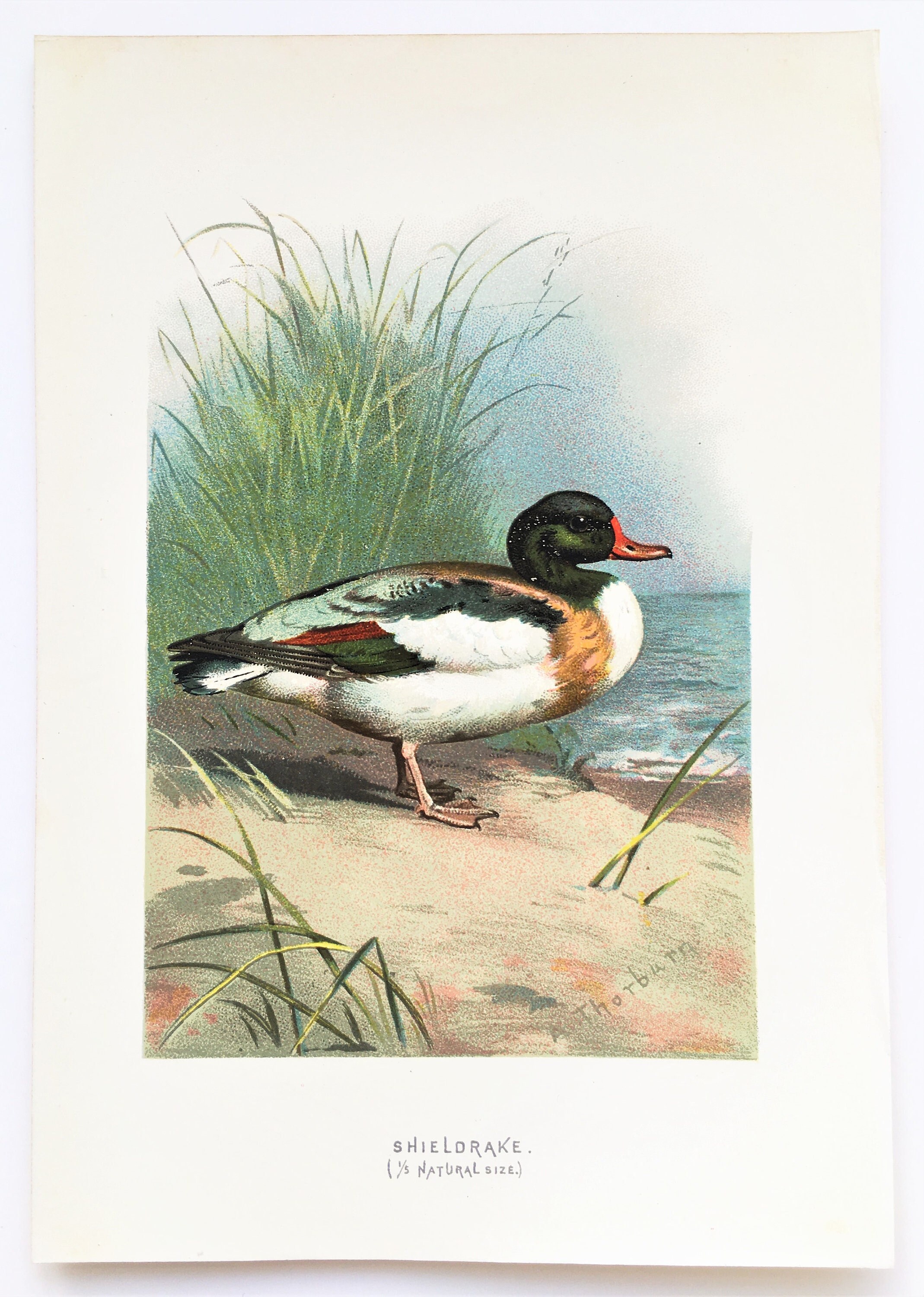 Digital Prints Art & Collectibles Vintage Shelduck Print Prints etna.com.pe