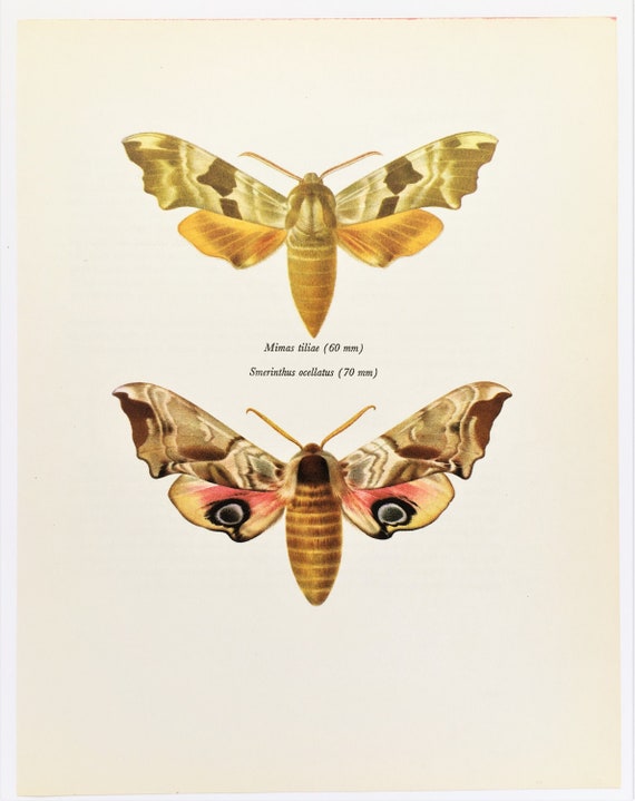 Large Vintage Moth Print Lime & Eyed Hawk Moths 1960s Colour | Etsy