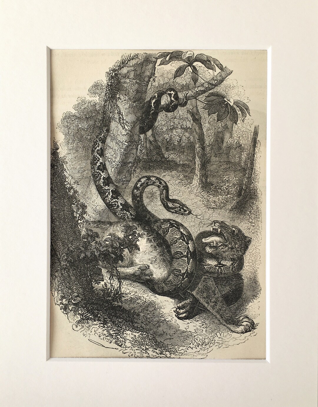 JAGUAR & BOA CONSTRICTOR Antique Animal Print Matted/ - Etsy