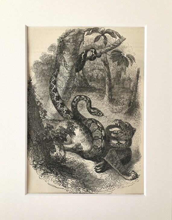 JAGUAR & BOA CONSTRICTOR Antique Animal Print Matted/ - Etsy