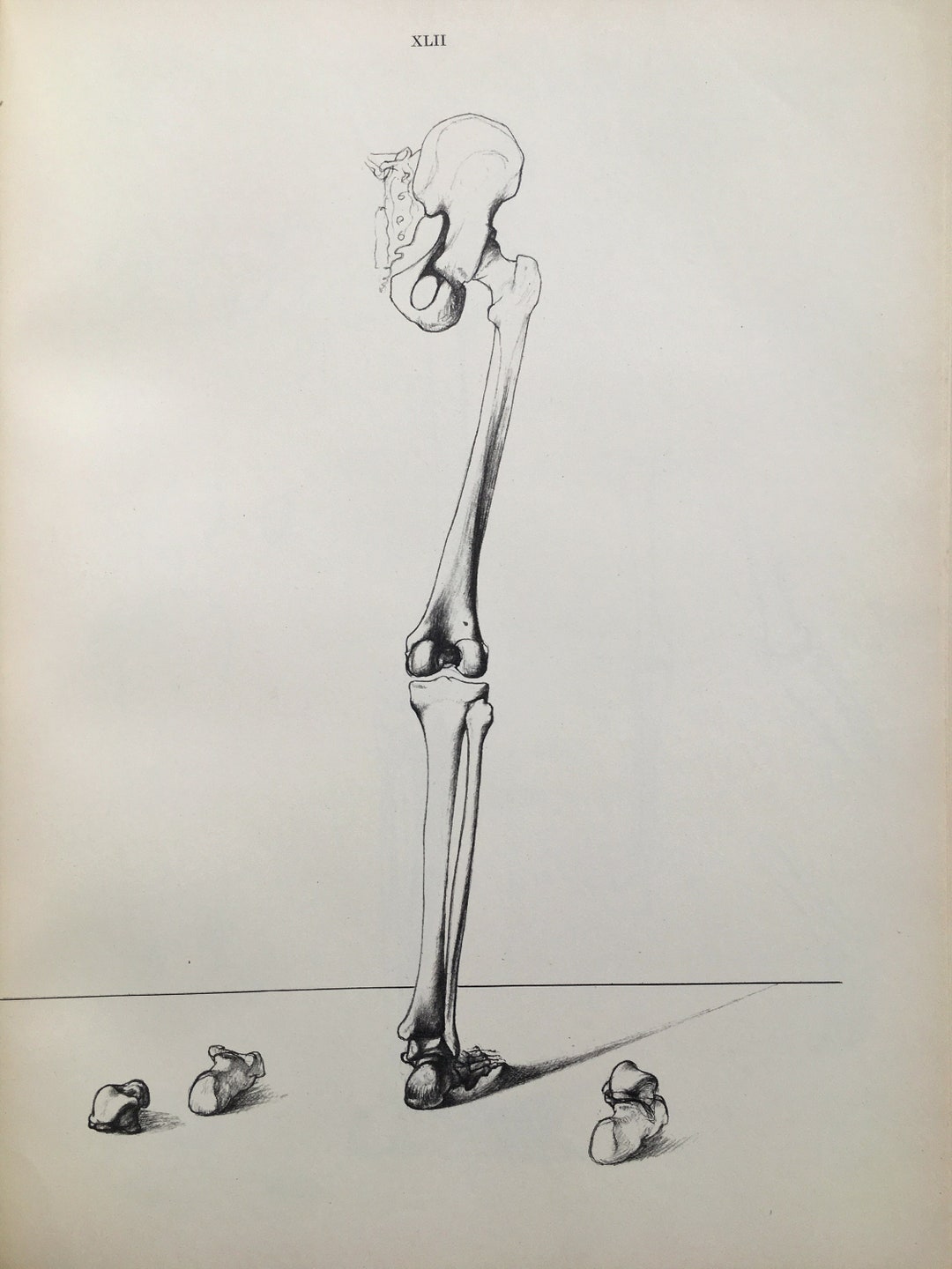 HUMAN SKELETON Leg Bones 1950s Vintage Anatomy Print - Etsy