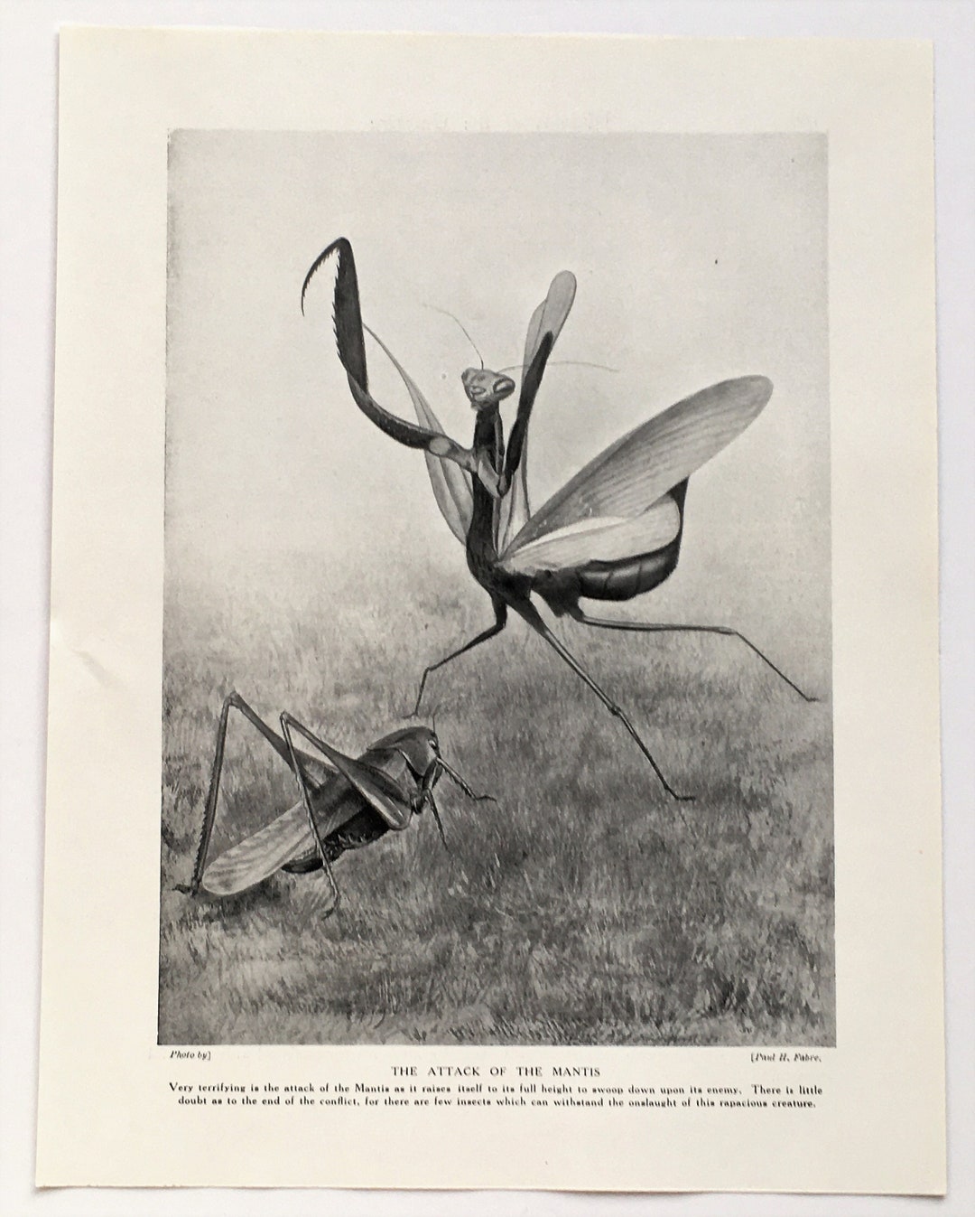 PRAYING MANTIS Mantids Antique Natural History Print. 1920 - Etsy