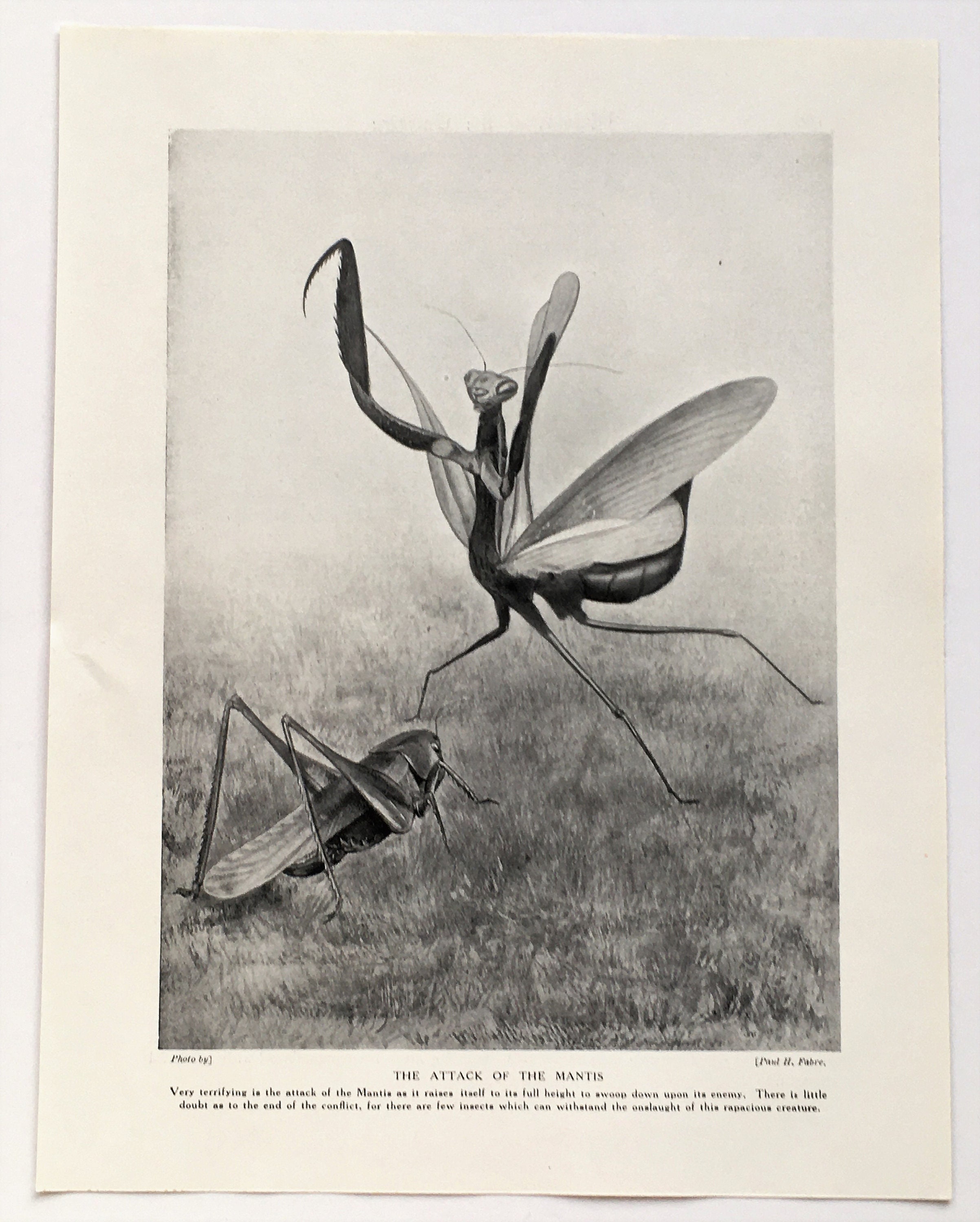 Praying Mantis Scientific Illustration