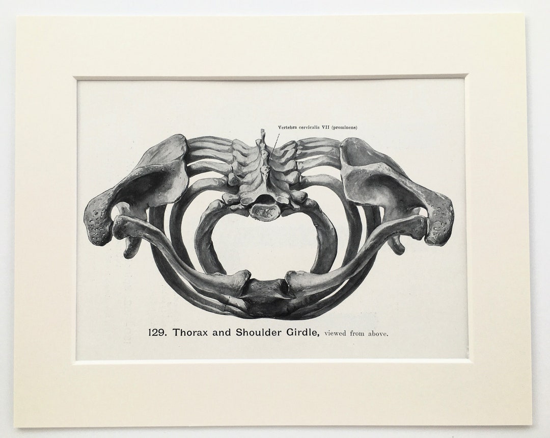 THORAX, Human Skeleton C.1930 Vintage Anatomy Print, Black & White ...