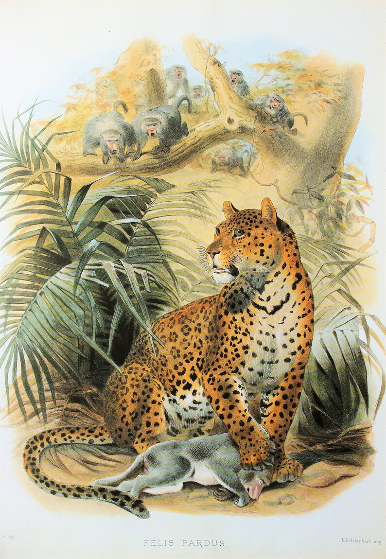 Leopard Cat Print Large Vintage Big Cat Print by Joseph Wolf - Etsy