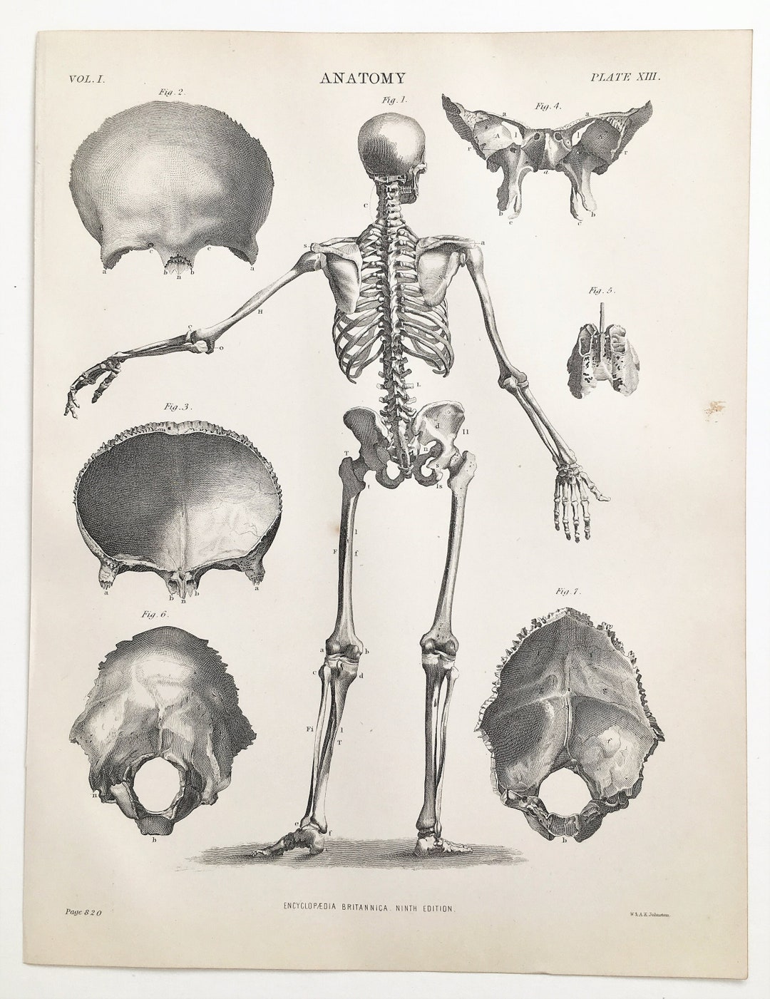 HUMAN SKELETON 1890s Antique Anatomy Print, Black and White Engraving ...