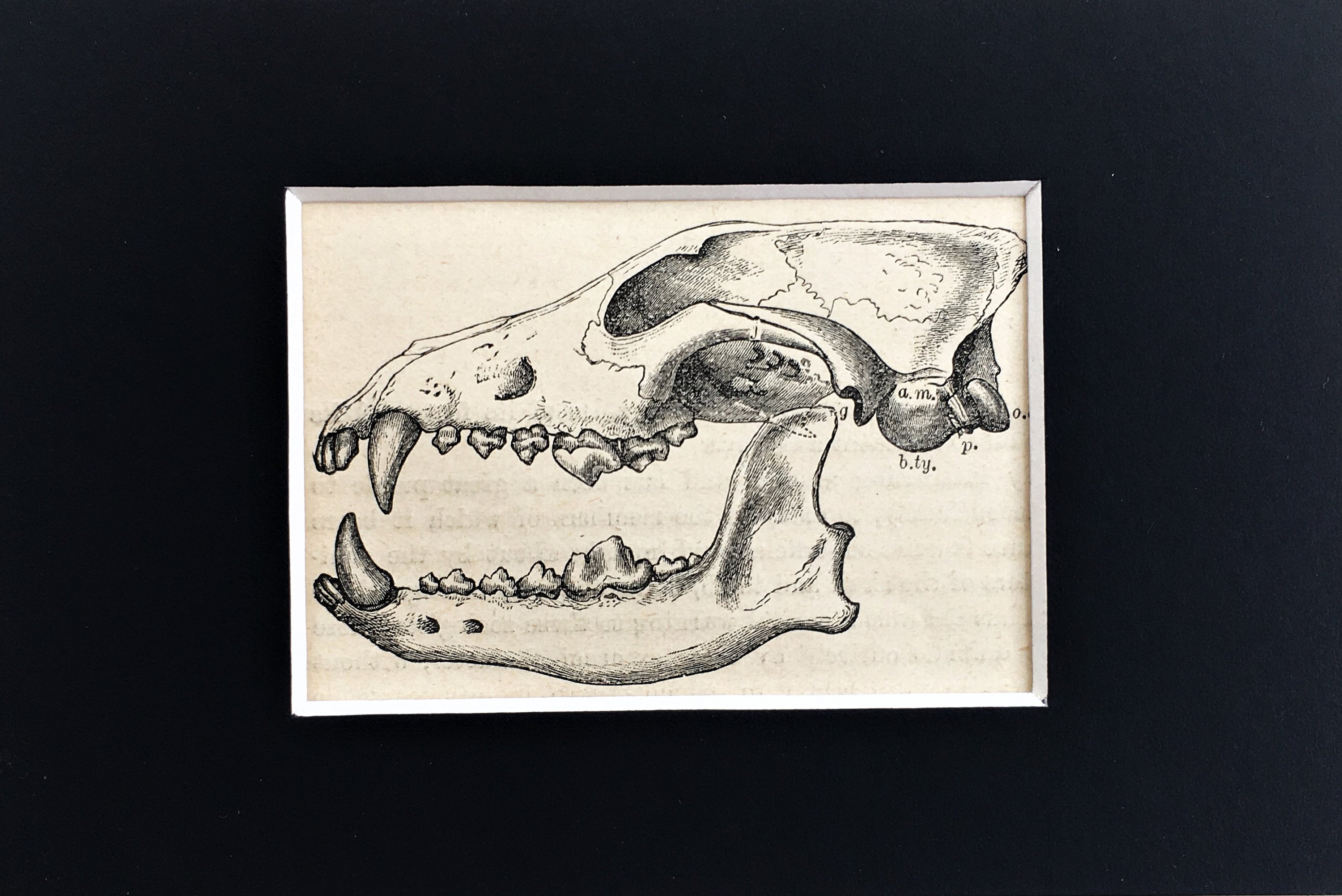 Wolf Skull Anatomy