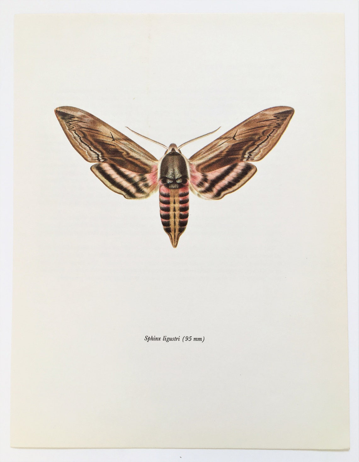 Large Vintage Moth Print Privet Hawk Moths 1960s Colour | Etsy