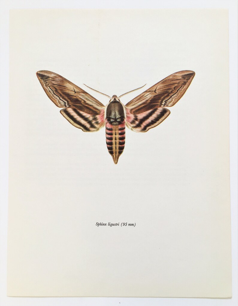 Large Vintage Moth Print Privet Hawk Moths 1960s Colour | Etsy