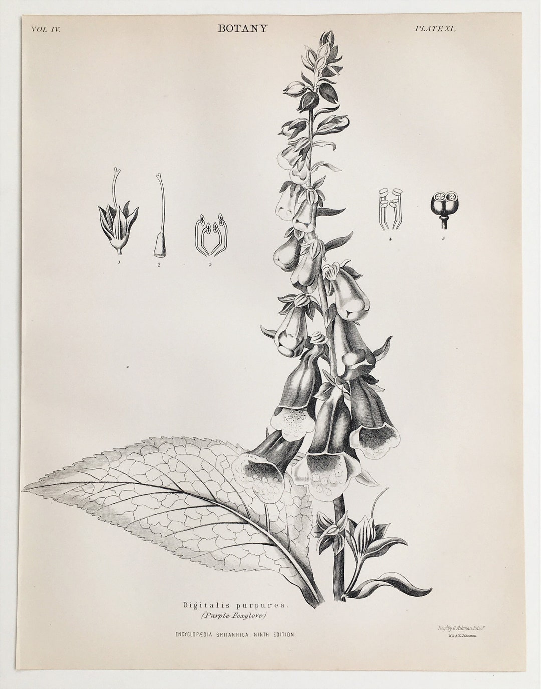 FOXGLOVE 1890s Antique Botanical Print, Digitalis, Wild Flower. Black ...