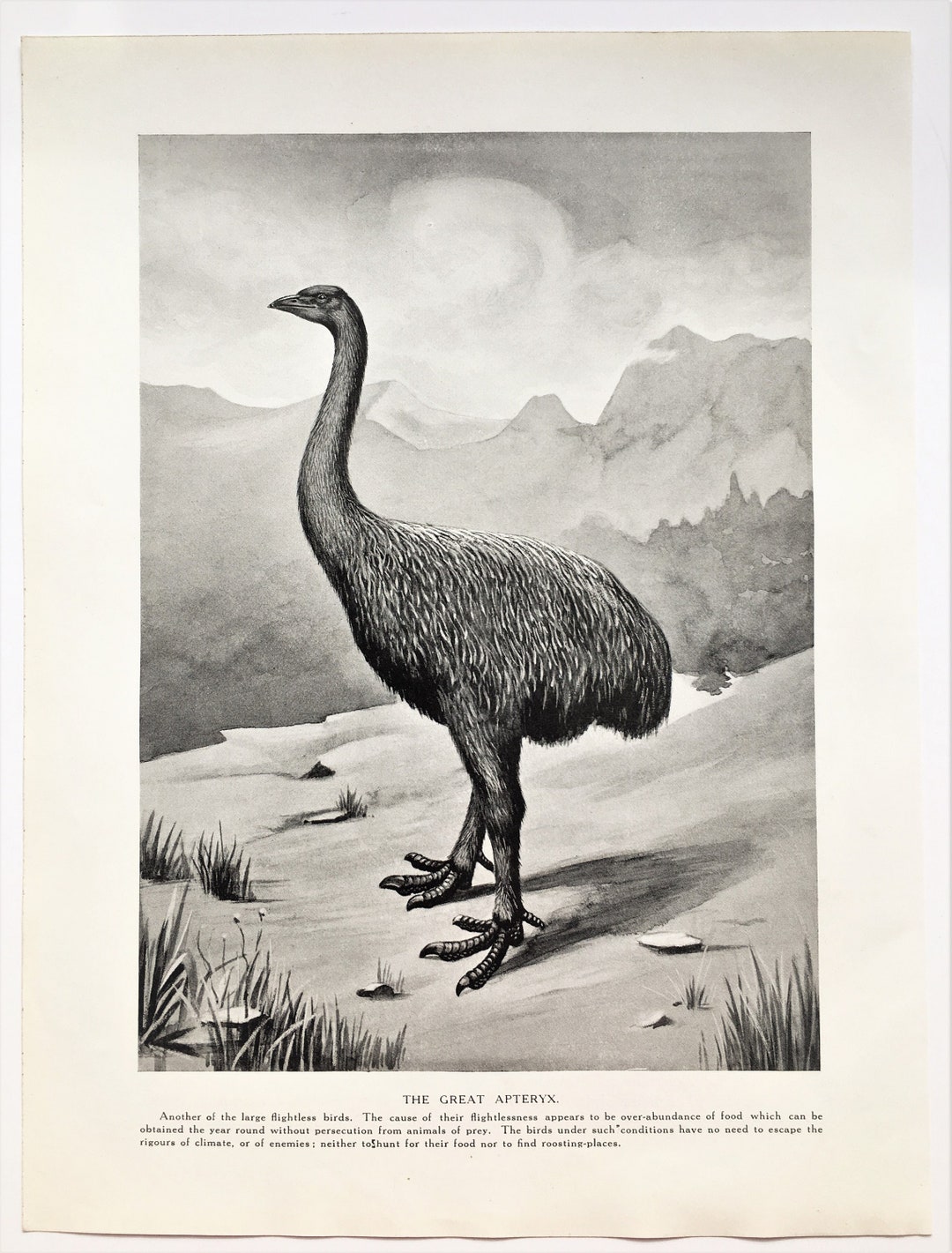 Great Apteryx moa Extinct Bird Antique Natural History - Etsy