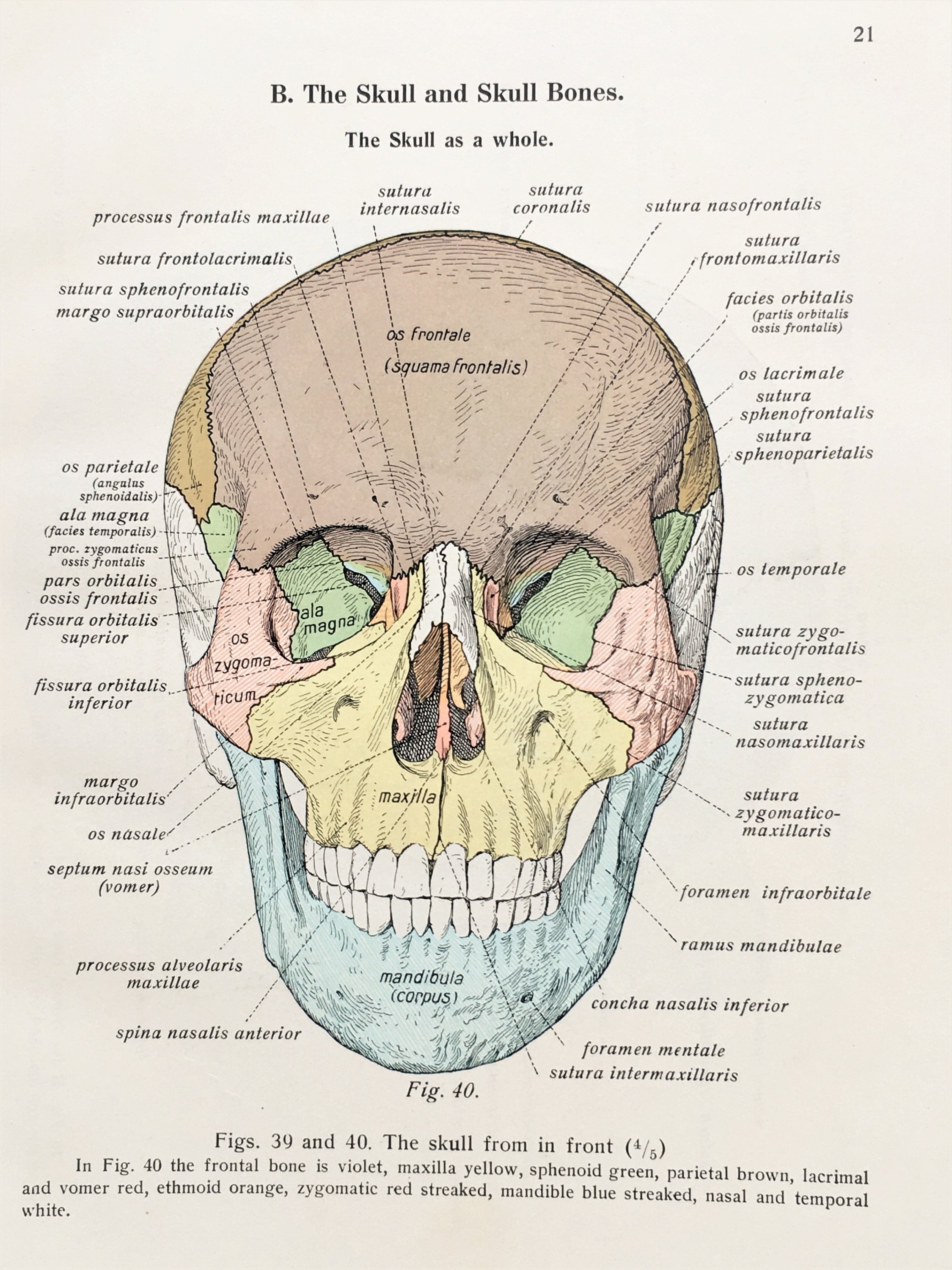 Skull Skeleton Labeled