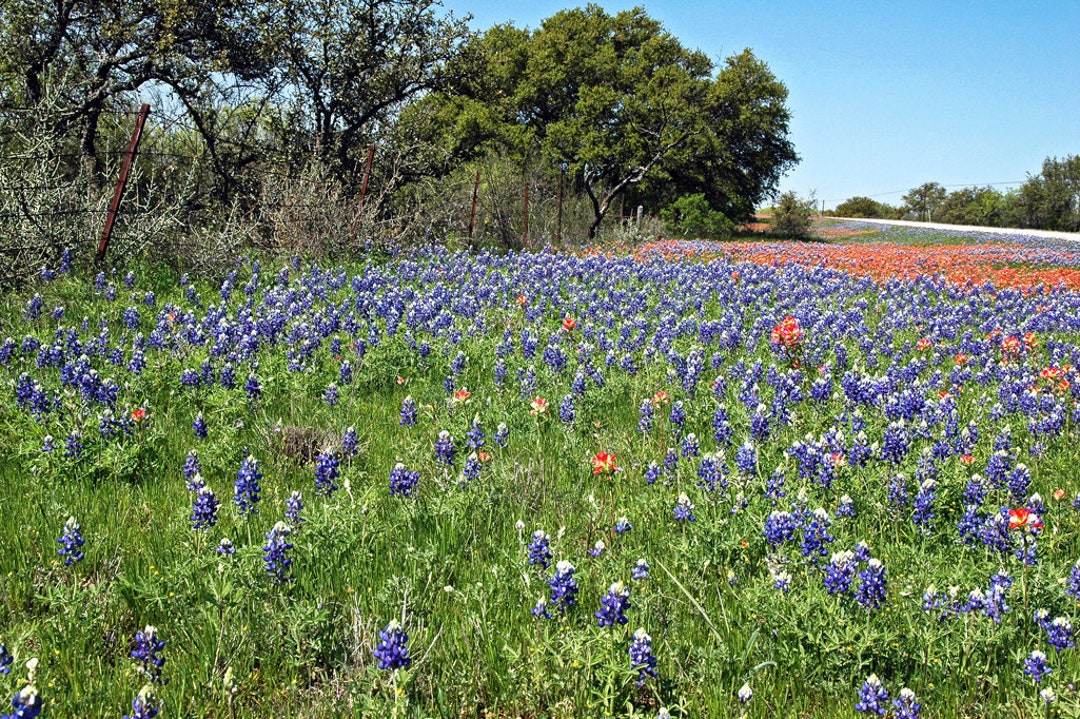 SPRING FLOWERS ~ Handmade 5x7 Photo Greeting Card - Card Stock and ...