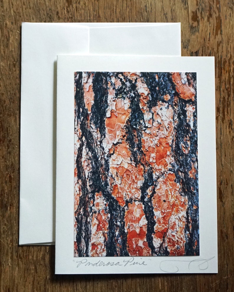 PONDEROSA PINE ~ Handmade 5x7 Photo Greeting Card - Card Stock and ...