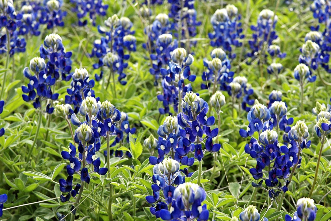 BLUEBONNETS #3 ~ Handmade 5x7 Photo Greeting Card - Card Stock and ...