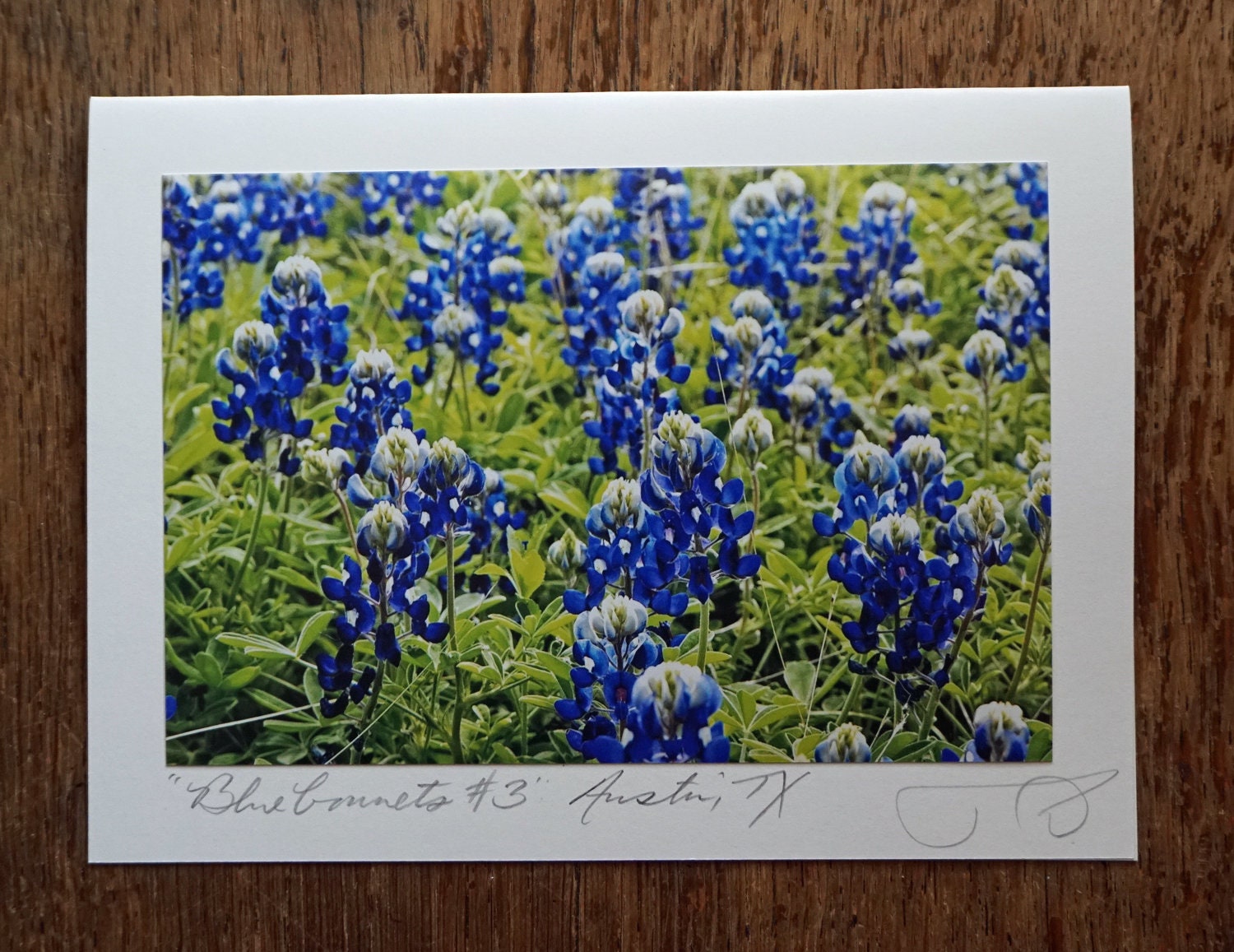 BLUEBONNETS 3 Handmade 5x7 Photo Greeting Card Card Stock and Envelope ...