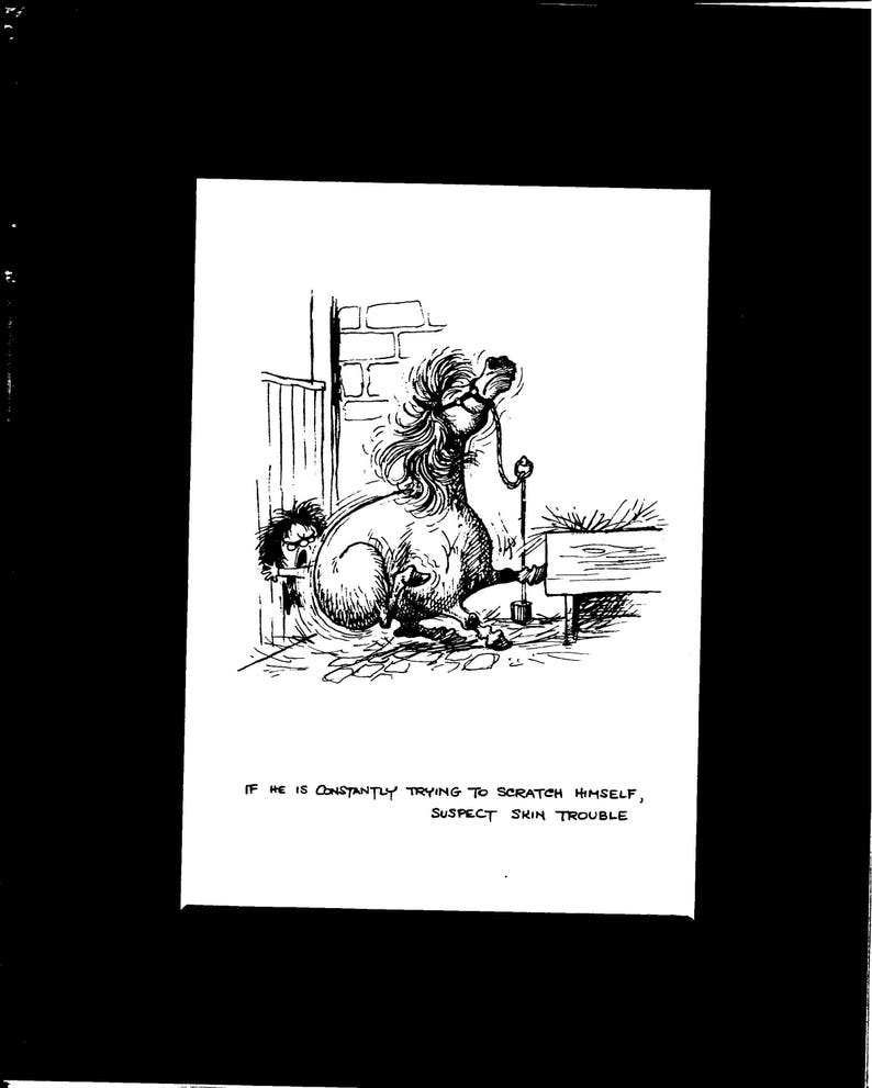 Funny Pony Cartoon Original Norman Thelwell Book Book 1962 Title "if He ...