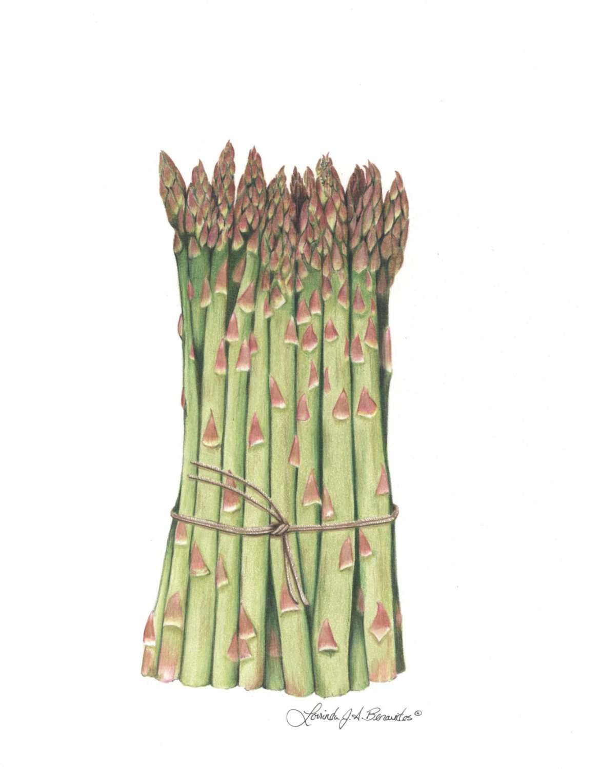 Bunch of Asparagus, Photo Realistic, Colored Pencil, Art, Illustration ...