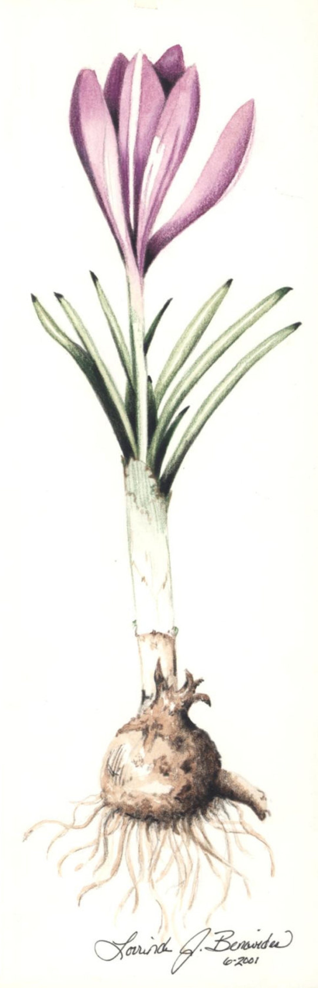 Crocus Bulb, Colored Pencils and Watercolor, Art, Illustration, Drawing ...