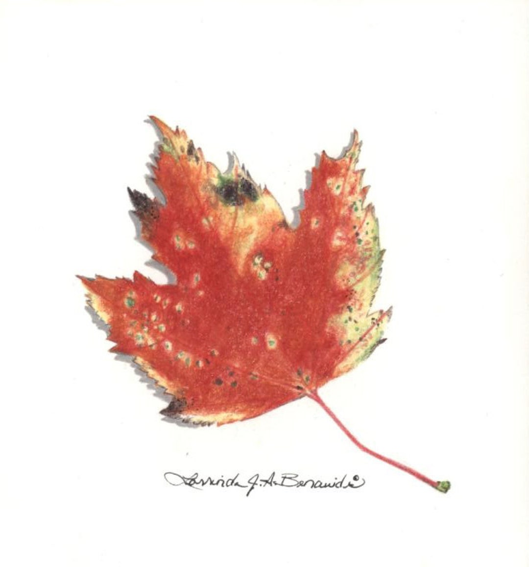 Drawing of Maple Leaf, Itsy Print Series 4" X 4", Colored Pencil, Photo ...