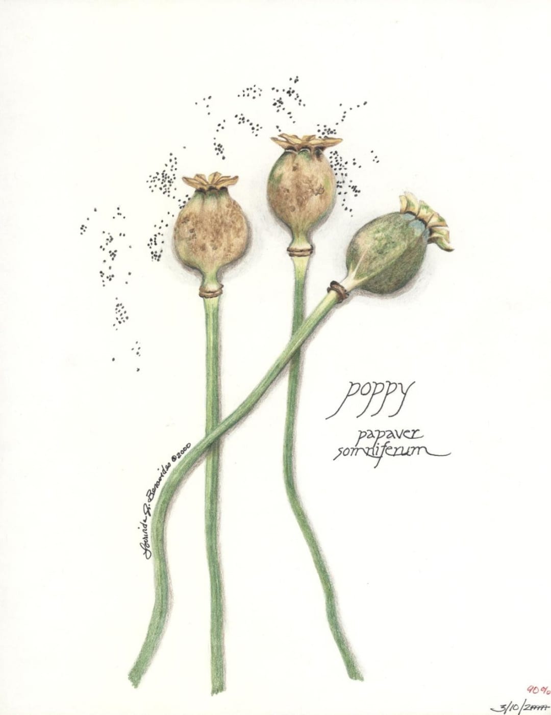 Oriental Poppy Pods, Seeds, Photo Realistic, Art, Illustration, Drawing ...