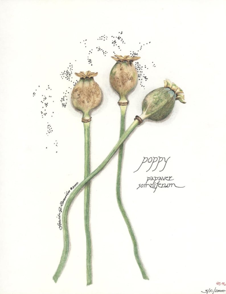 Oriental Poppy Pods, Seeds, Photo Realistic, Art, Illustration, Drawing ...