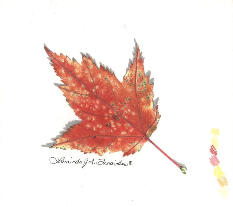 Maple Leaf Drawing, Autumn, Fall, Itsy Print Series 4" X 4", Colored ...