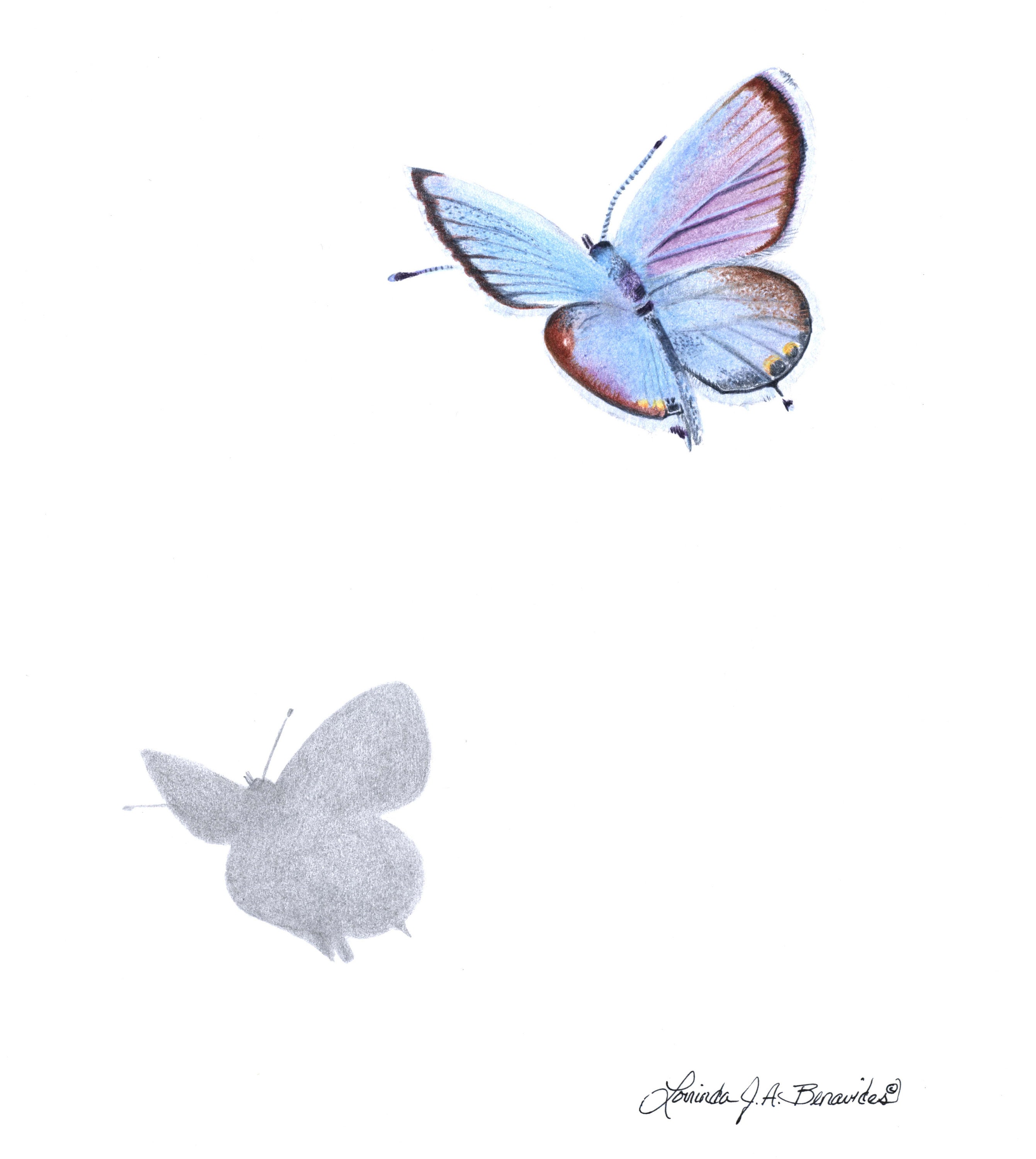 Flying Butterfly Drawings With Color