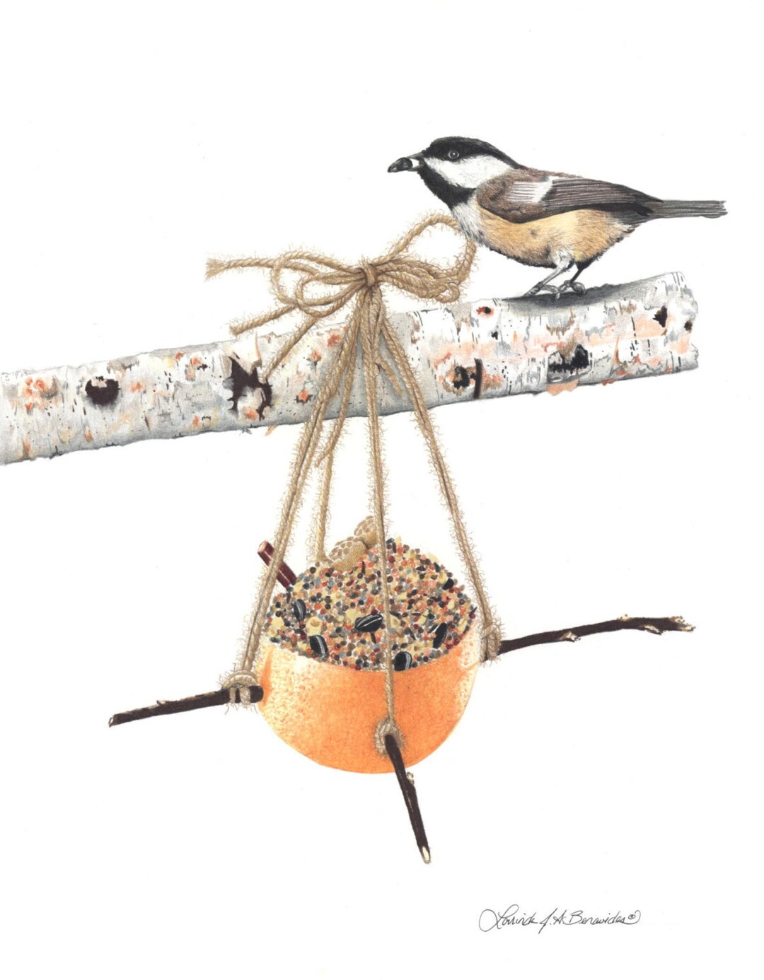 Black Capped Chickadee, Orange Slice Feeder, Colored Pencils, Art ...