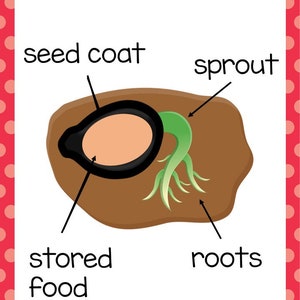 Life Cycle of a Watermelon Science Curriculum Unit. Worksheets ...