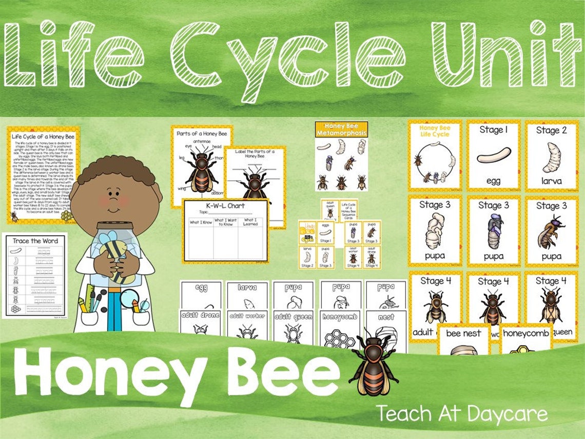 Life Cycle of a Honey Bee Science Curriculum Unit. Worksheets ...