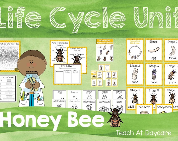 Life Cycle of a Bee- Insect Worksheet - Honeybee Printable - Science ...