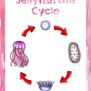 Life Cycle of a Jellyfish Science Curriculum Unit. Worksheets ...
