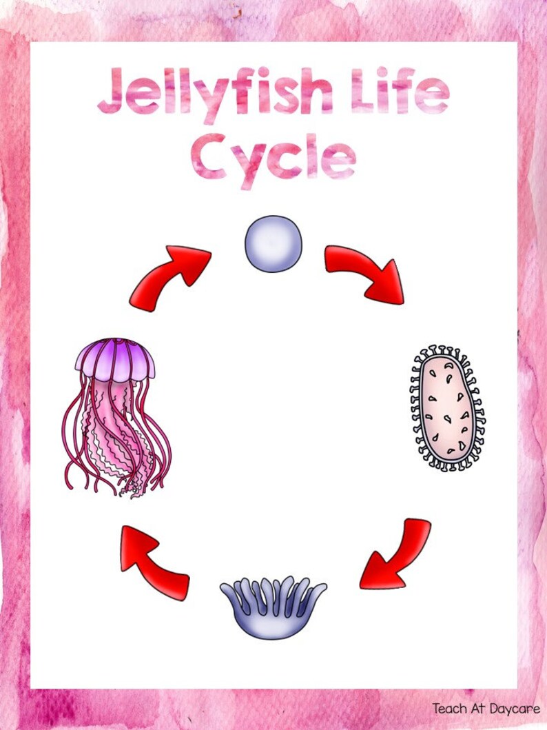 Life Cycle of a Jellyfish Science Curriculum Unit. Worksheets ...