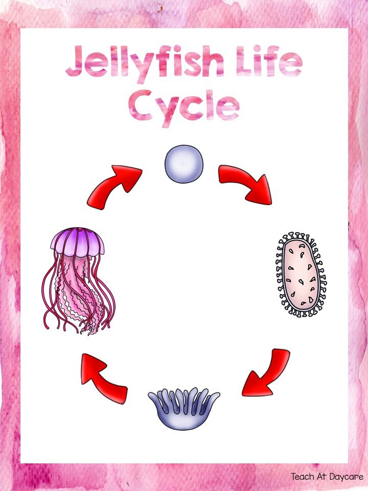 Life Cycle of a Jellyfish Science Curriculum Unit. Worksheets ...