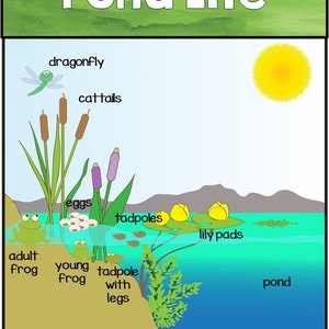 Life Cycle of a Frog Science Curriculum Unit. Worksheets, Activities ...