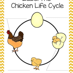Life Cycle of a Chicken Science Curriculum Unit. Worksheets, Activities ...