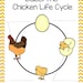 Life Cycle of a Chicken Science Curriculum Unit. Worksheets, Activities ...