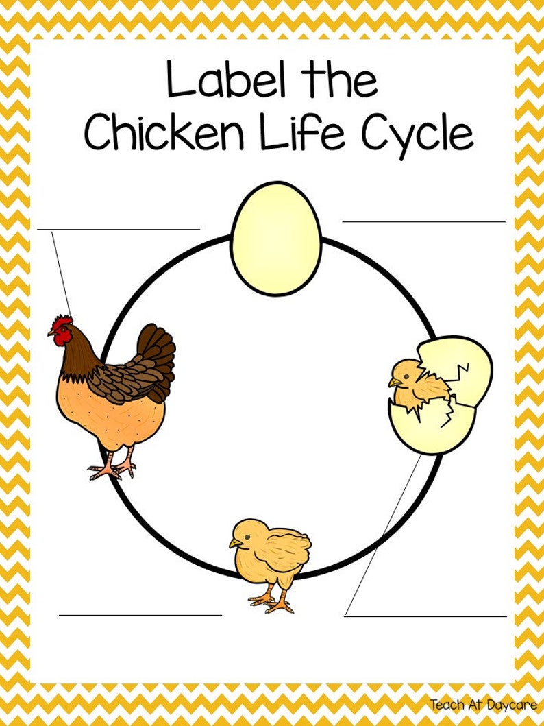 Life Cycle of a Chicken Science Curriculum Unit. Worksheets, Activities ...
