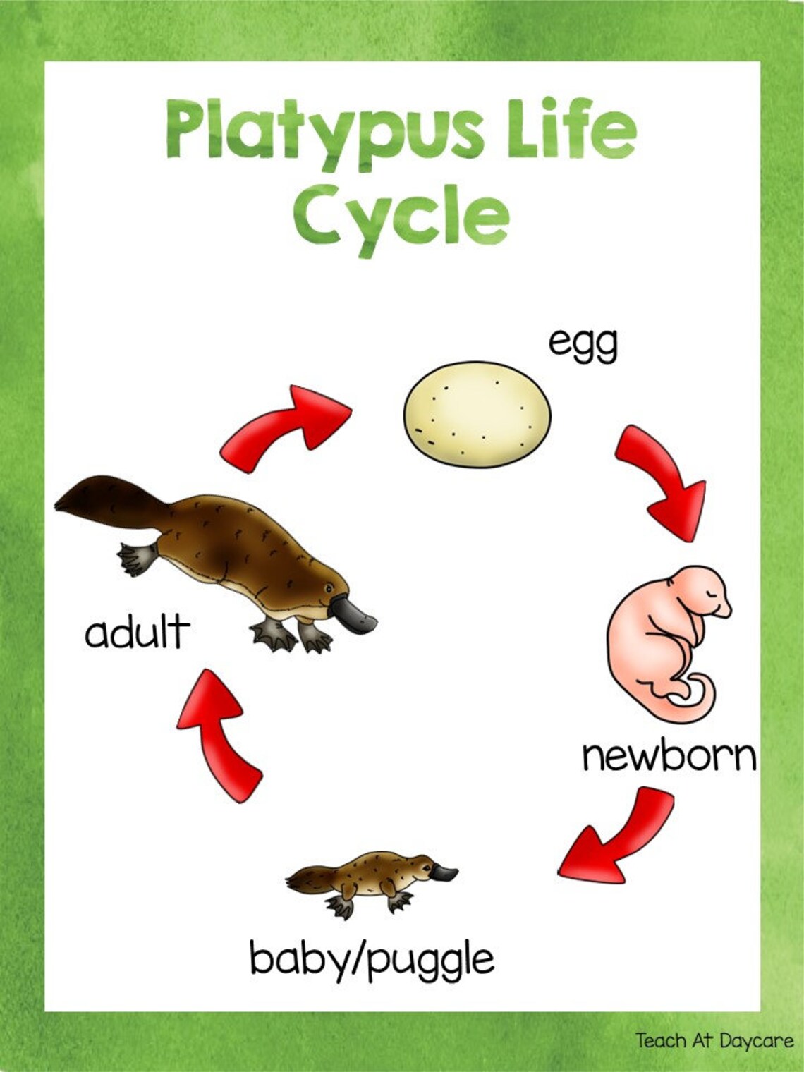 Life Cycle of a Platypus Science Curriculum Unit. Worksheets ...