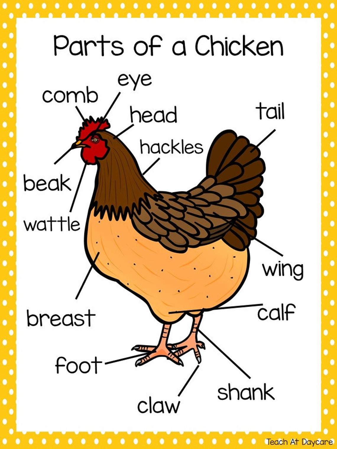 Life Cycle of a Chicken Science Curriculum Unit. Worksheets, Activities ...