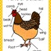 Life Cycle of a Chicken Science Curriculum Unit. Worksheets, Activities ...