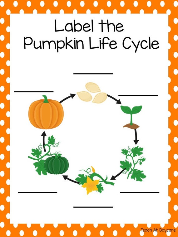 Hoja De Trabajo Sobre El Ciclo De Vida De Las Calabazas