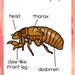 Life Cycle of a Cicada Science Curriculum Unit. Worksheets, Activities ...