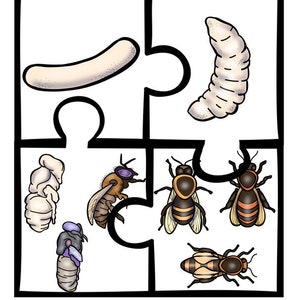 Life Cycle of a Honey Bee Science Curriculum Unit. Worksheets ...