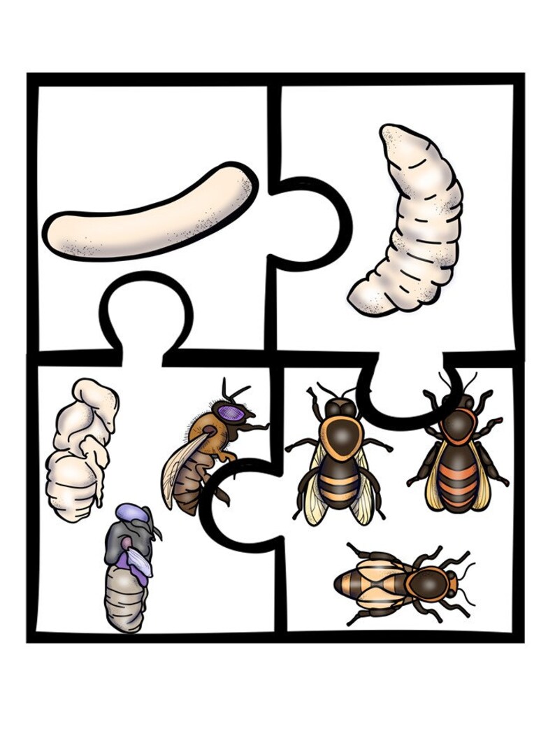 Life Cycle of a Honey Bee Science Curriculum Unit. Worksheets ...