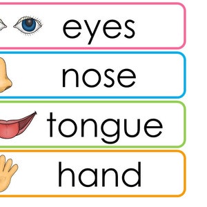 Our Five Senses Single Week Themed Word Wall Set. Classroom Bulletin ...
