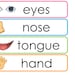 Our Five Senses Single Week Themed Word Wall Set. Classroom Bulletin ...