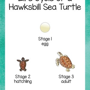 Life Cycle of a Sea Turtle Science Curriculum Unit. Worksheets ...