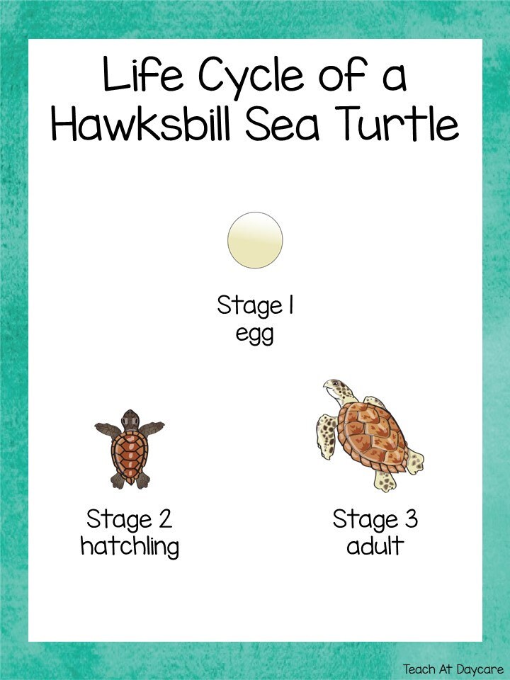 Life Cycle of a Sea Turtle Science Curriculum Unit. Worksheets ...
